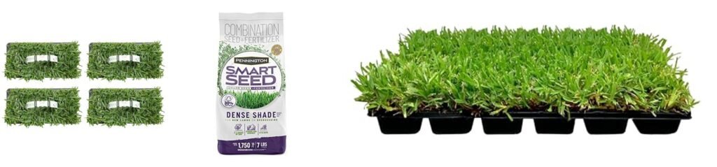 Top 5 St Augustine Grass For Shade Your Guide 5660